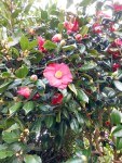Monday Morning #Haiku 149 — Camellia Flowers – Sarah Potter Writes